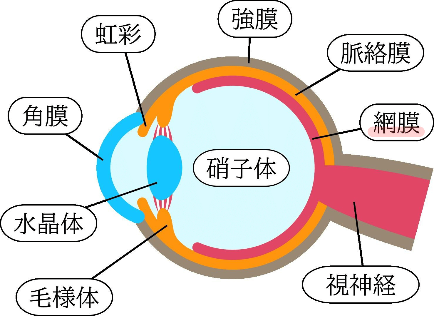 犬の突発性後天性網膜変性症（SARDS）について｜突然失明する病気 - Rootsどうぶつ病院